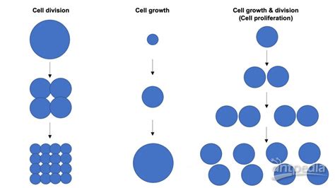 细胞增殖的基本定义