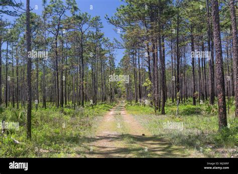 Apalachicola National Forest Hunting