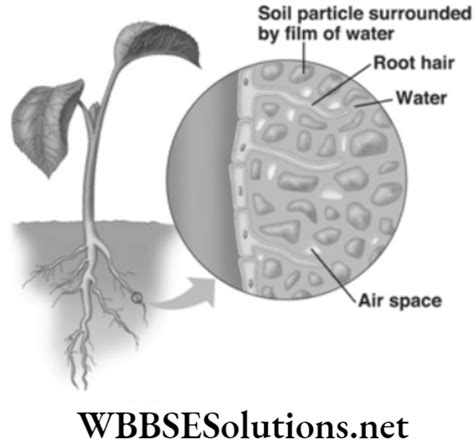 Neet Biology Class 9 Tissues Question And Answers Wbbse Solutions