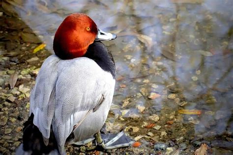 Birds Archives Wildlife Informer