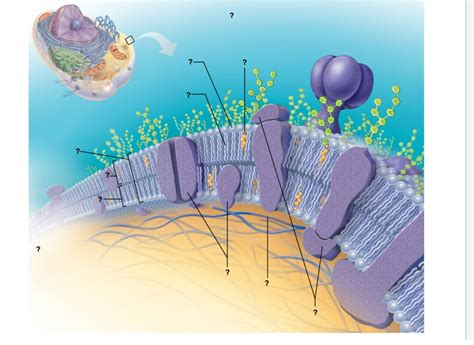 Phospholipid Bilayer Diagram Quizlet