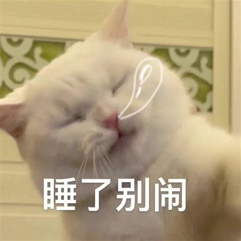 Q 睡了别闹 可爱白猫眯眼吐舌配文 睡了别闹”，慵懒又俏皮的表情表情包图片动图 求表情网斗图从此不求人