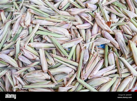 Lemon Grass Slice On Background Fresh Lemon Grass Dry In The Sun For Food And Herb Lemongrass