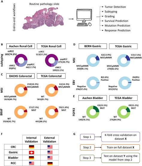 Figure 1 From Benchmarking Weakly Supervised Deep Learning Pipelines For Whole Slide