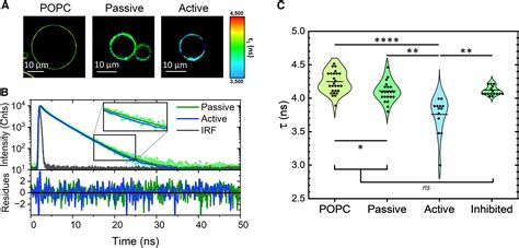 Elastic Remodeling Of Model And Cell Membranes By Rotating Atp Synthase