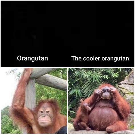 Funny Orangutan Meme