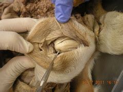 Lab 33 35 Female U G System Flashcards Quizlet