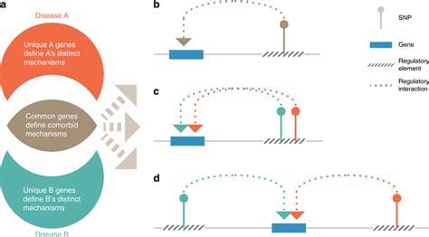 Schematic Model Of Gene Pleiotropy In Multimorbidities A Common Target