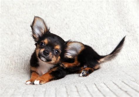 Are Chihuahuas Born With Floppy Ears I Love My Chi