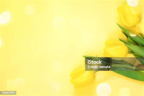 노란색 배경에 노란색 튤립 어머니의 날 3월 8일 부활절 생일 맨 위 보기입니다 공간을 복사합니다 꽃 식물에 대한 스톡 사진 및 기타 이미지 Istock