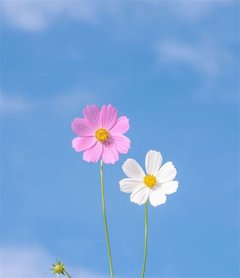 200 Ide Bunga Aesthetic Di 2025 Bunga Bunga Bunga Indah Estetika Bunga