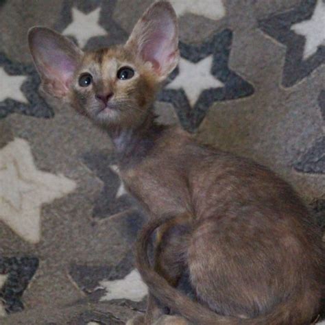 Purchase Oriental Kittens Cats From Usa Breeders