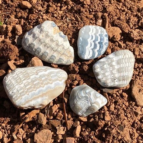 Fossil Clam Shell Lot Anadara Ocean Jewelry Making Supply Natures Cabochon It Etsy