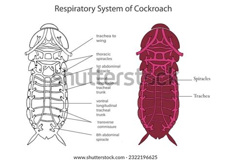 Insect Trachea Photos And Images And Pictures Shutterstock