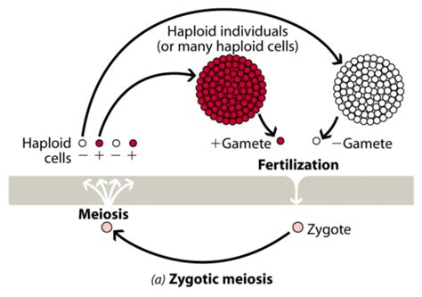 Zygotic Gametic Sporic Meiosis Flashcards Quizlet
