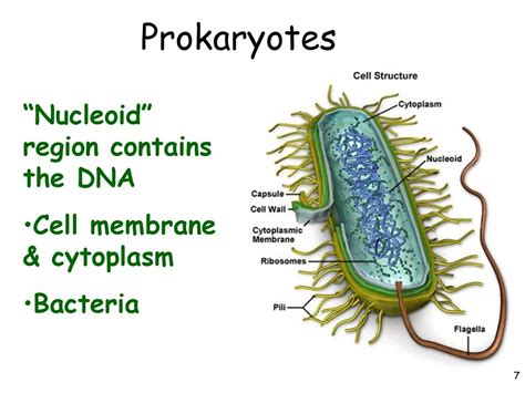 The Cell Is The Basic Unit Of Life Ppt Download