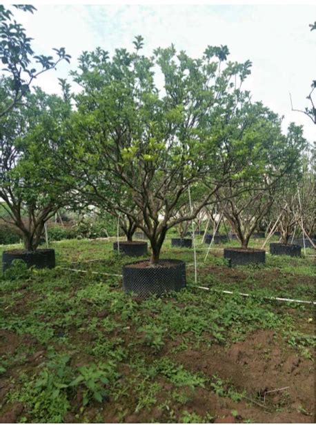 丛生柚子 花瓣网