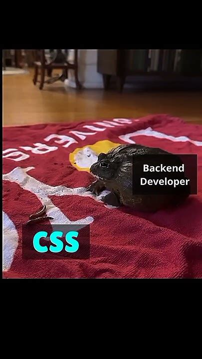 backend developer and css be like 😹 funny youtube