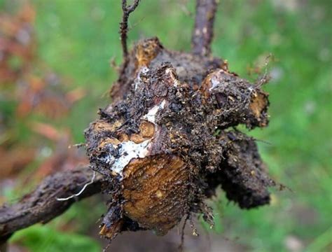 Common Types Of Tree Fungus
