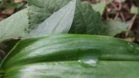 Mota Lund Hindi Sex Video Mota Lund Hindi Sex Video