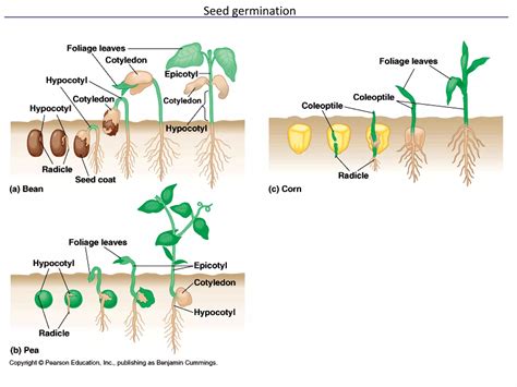 Angiospermae Reproduction And Controls Ppt