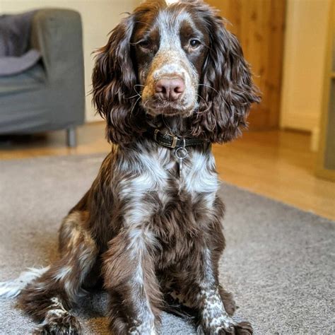 Cocker Spaniel Colors How Many Shades Are There