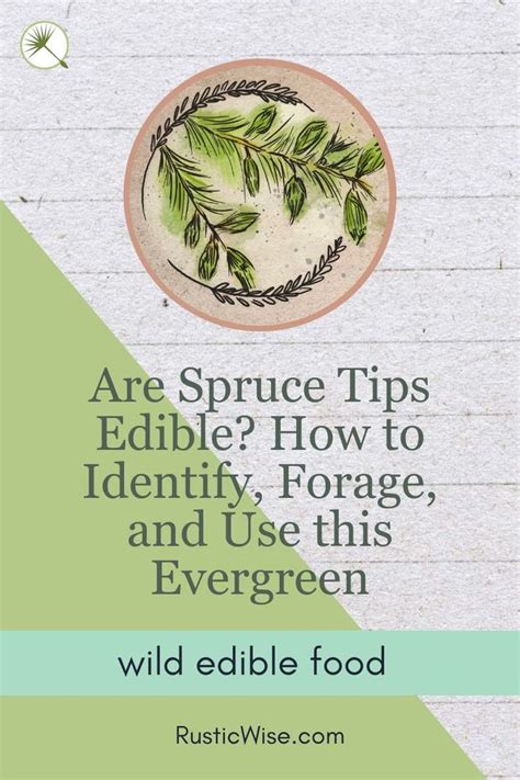 Are Spruce Tips Edible A Guide To Identifying And Using This Evergreen