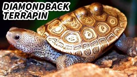 Diamondback Terrapin Facts The Brackish Turtle Animal Fact Files