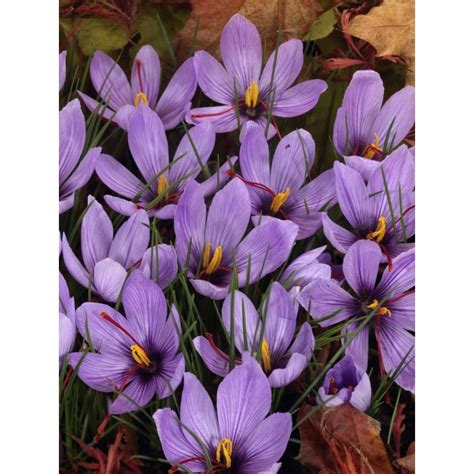 Saffron Crocus Autumn Flowering Crocus Sativus Pack Of 40 Bulbs