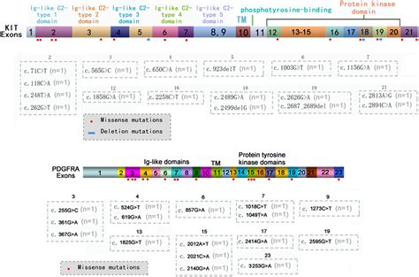 Mutations Located In Other Exons Of Kit Pdgfra Genes The Distribution