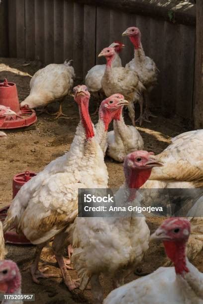 생태 농장에 흰색 국내 칠면조의 무리 조류에 대한 산호에 산책 가금류에 대한 스톡 사진 및 기타 이미지 가금류 고기 깃털 Istock