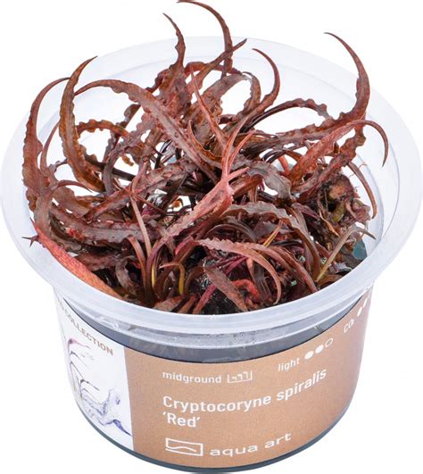 Aquaart Cryptocoryne Spiralis Red Olibetta Online Shop