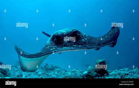 Stingray Attacking In Aldabra Remote Unesco World Heritage Site In