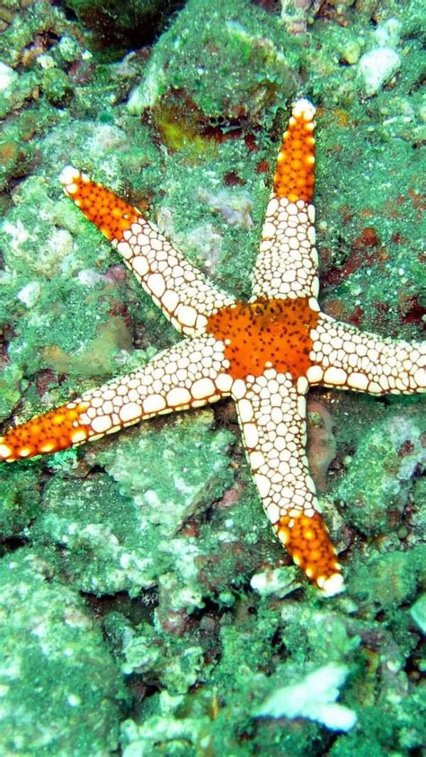 India First Laser Weapon Watch In A First India Uses Laser Based