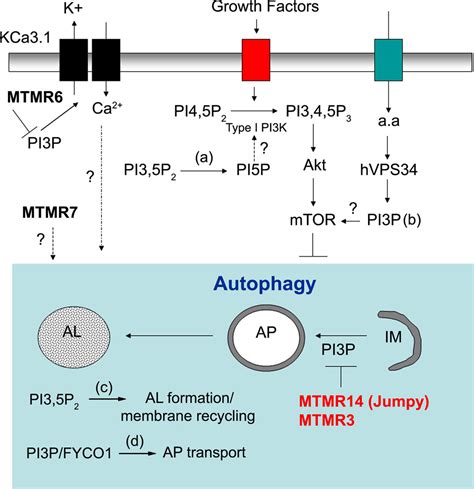 The Role Of Pi3p Phosphatases In The Regulation Of Autophagy Pmc