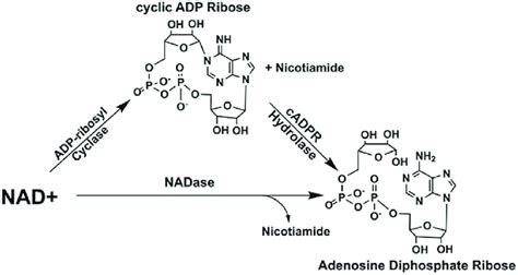 Cyclic Adp Ribose And Adenosine Diphosphate Ribose Cyclic Adp Ribose Download Scientific