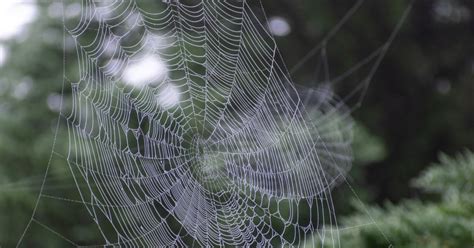 Дослідникам вдалося перетворити павутину на музику як вона звучить — Lviv Media