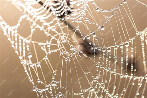 Spider Web Wallpaper Dew