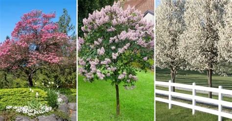 11 Prettiest Flowering Trees You Can Grow Today