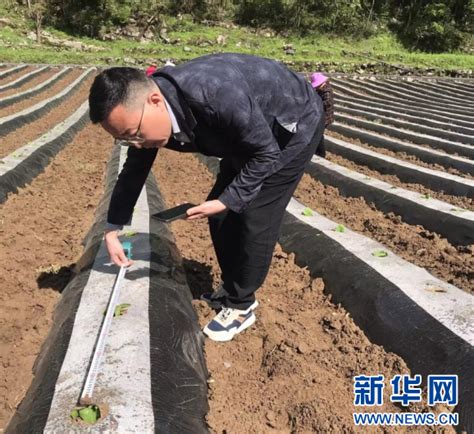 湖北建始：“金融技术”铺就烟叶产业致富路 新华网客户端