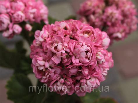 Розебудная пеларгония Anita: продажа, цена в Харькове. Рассада и ...