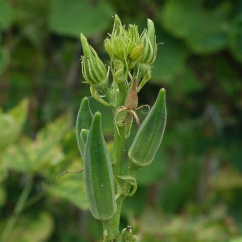 Hasara Na Madhara Ya Kula Bamia Tanzania