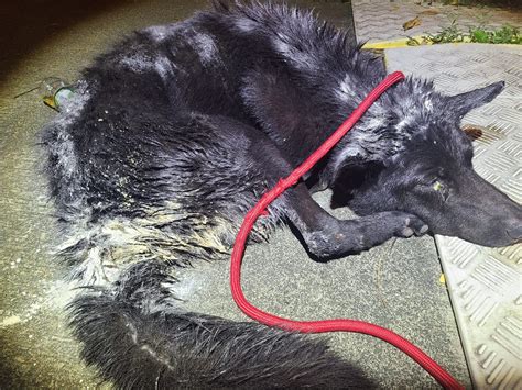 被遺棄受傷唐狗終安樂死 愛協指警方已立案調查 香港動物報 Hong Kong Animal Post