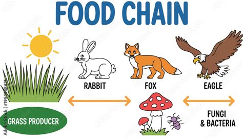 Food Chain Diagram With Grass Rabbit Fox Eagle And Fungi Stock