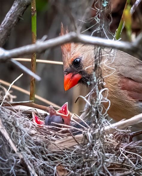 Cardinal Bird Nest