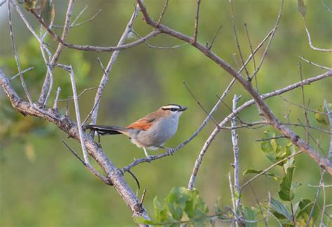 Observations By Decklan · Inaturalist