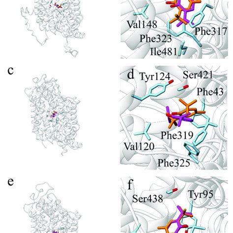 Results Of Swiss Target Prediction Download Scientific Diagram
