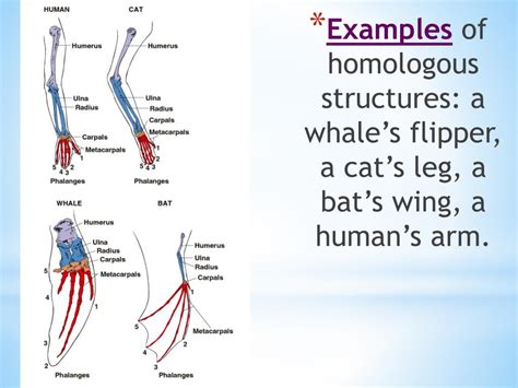 Ppt Homologous And Analogous Structures Page 26 Powerpoint