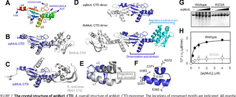 Table 1 From Structural Features And Functional Dependency On β Clamp Define Distinct