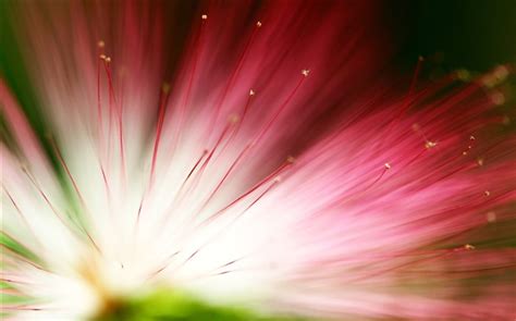 ネイチャーブルームの花の写真のHD壁紙アルバムリスト ページ 1 10wallpaper